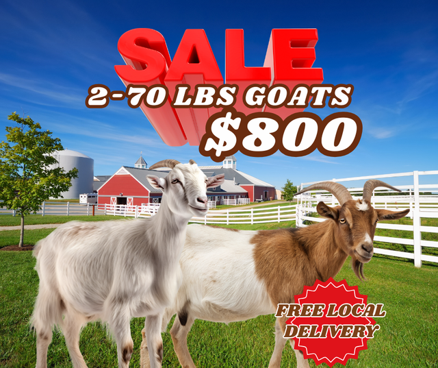 Whole Live Goat for Meat - Slaughter Goats Grass Fed | Oba Farms