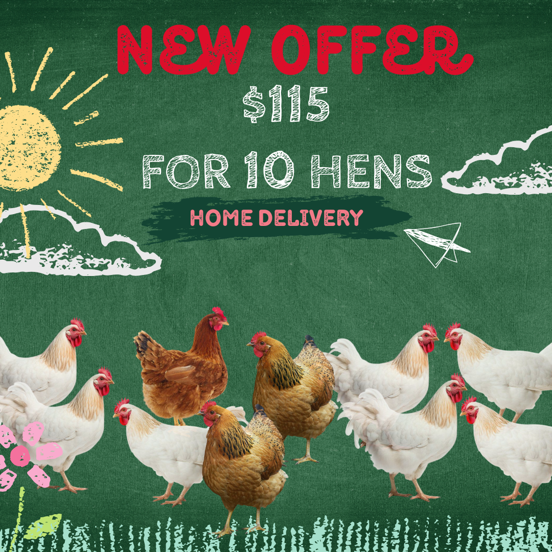 10 Country Chickens (Home Delivery Included) | Oba Farms