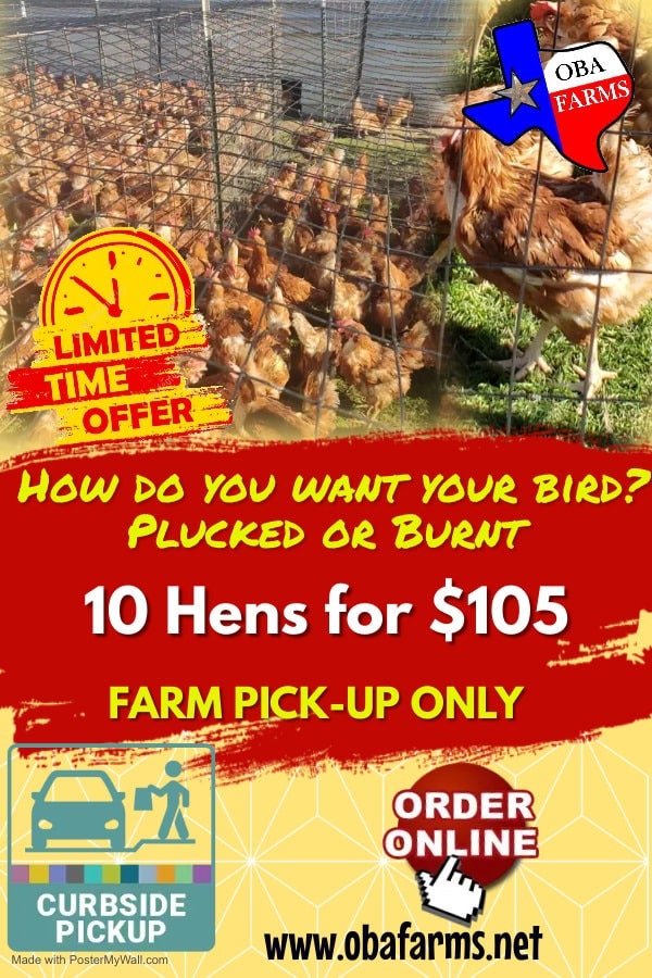 10 Hens - Pick-Up and Go | Oba Farms