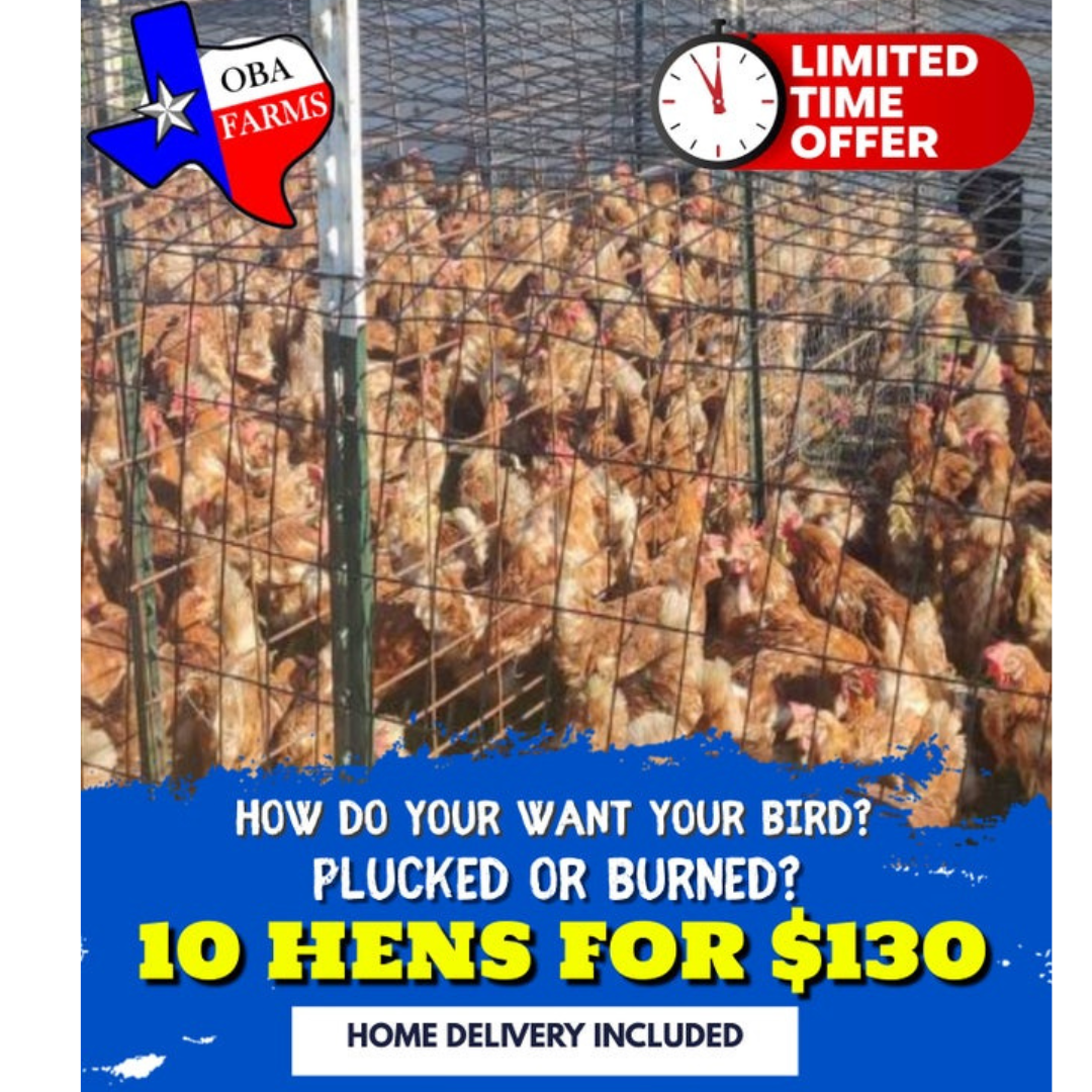 10 Hens with Home Delivery Special | Oba Farms
